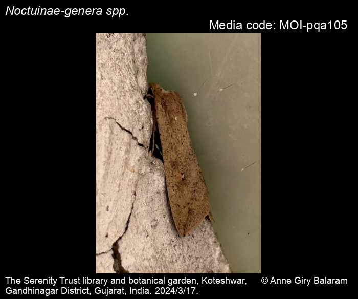 Noctuinae-genera spp. | Moths